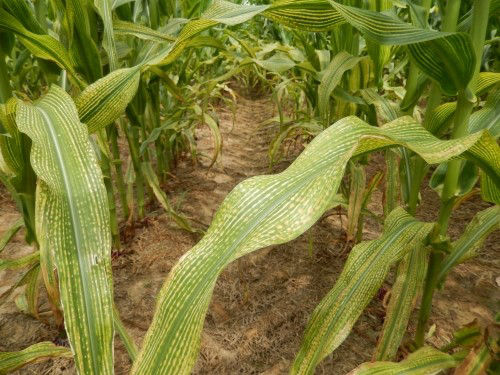 Benefits of Secondary Macronutrients for Corn Production | Crop Science US