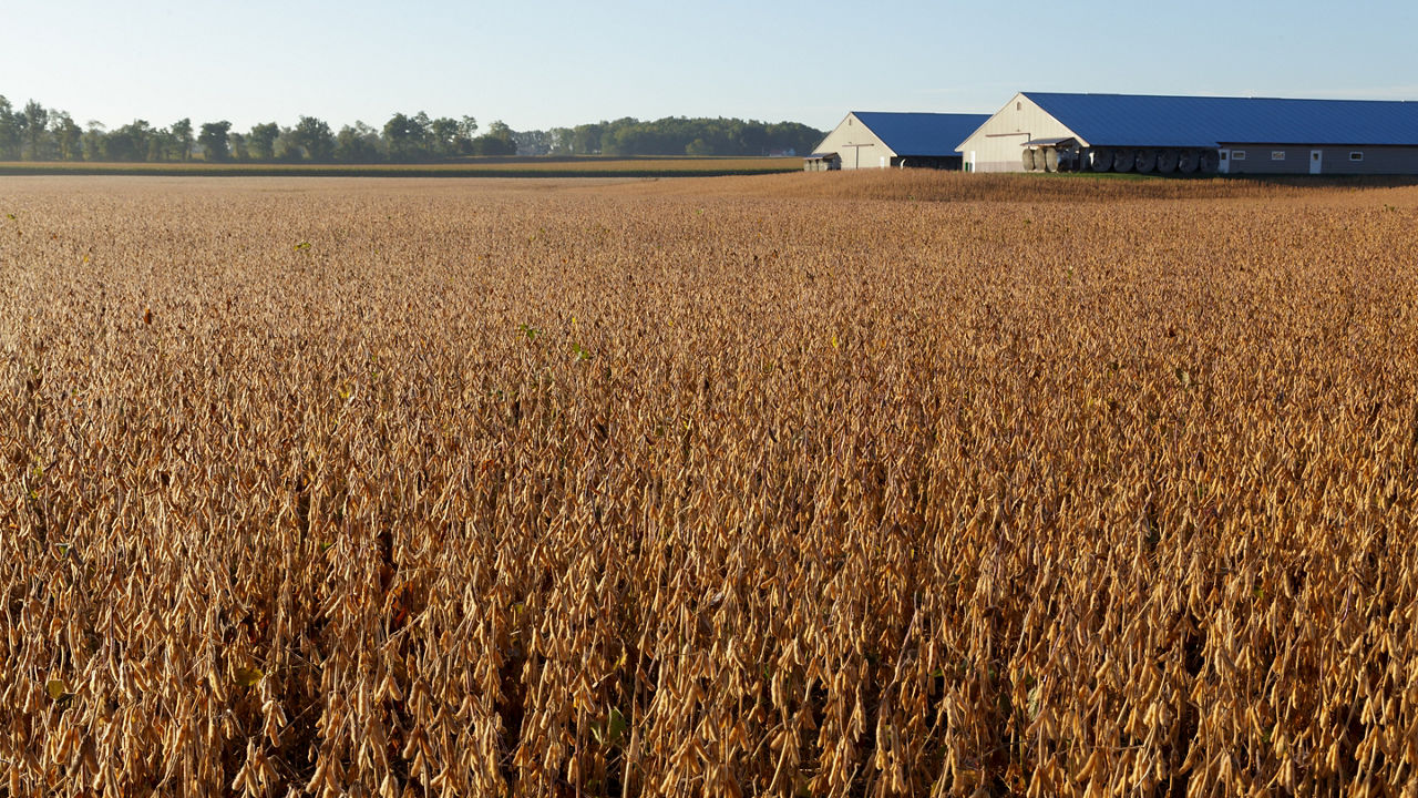 Corn Rootworm Protection | Crop Science US