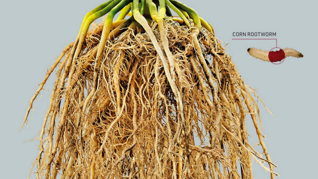 Corn Rootworm Protection | Crop Science US