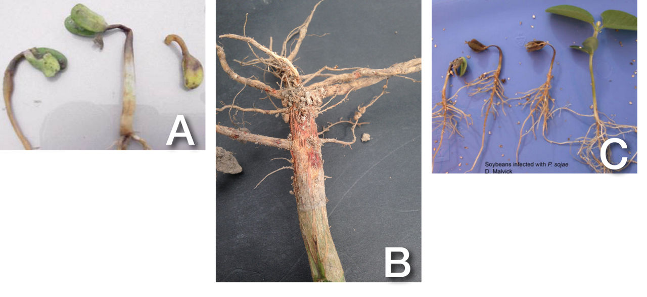 Early Season Hazards to Soybean Seed | Crop Science US