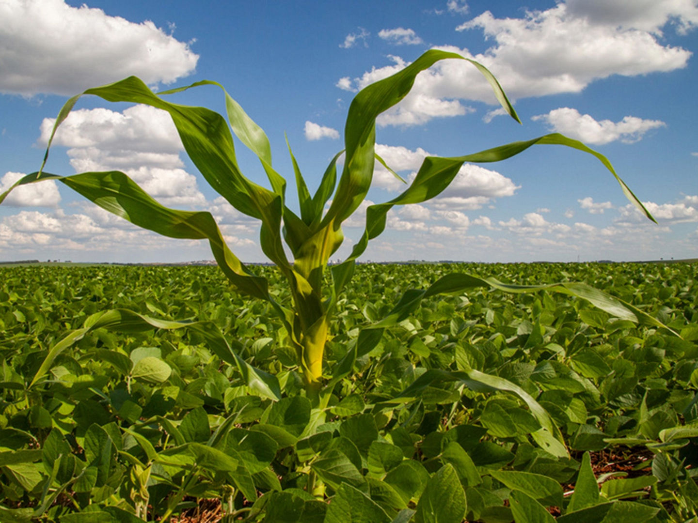 Erradicacao do Milho Tiguera | Agro Bayer