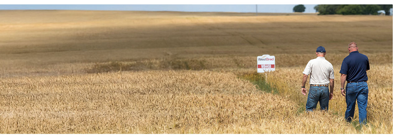 Regional Agronomic Resources for Wheat | Crop Science US