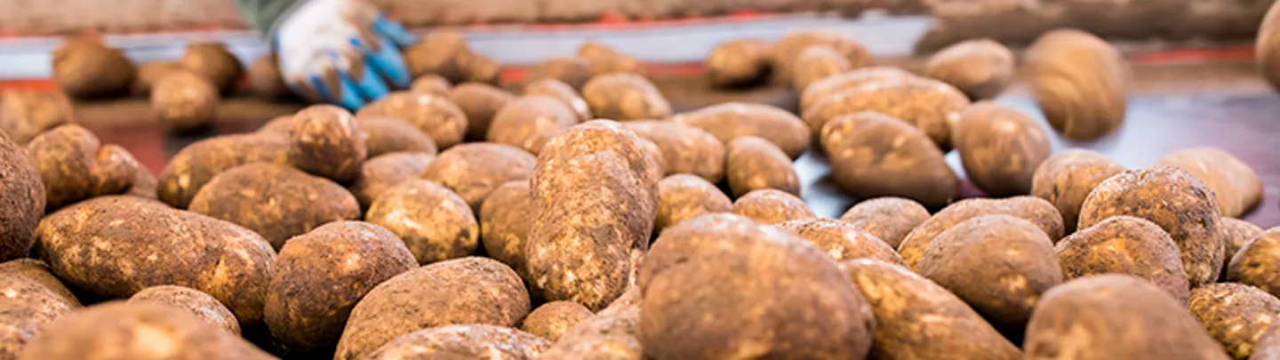 Tuber Bulking Stage 5 of IPM Potato Program | Crop Science US | Crop ...