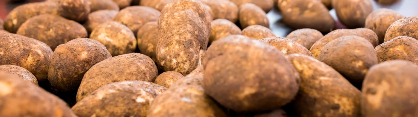 Tuber Bulking Stage 5 of IPM Potato Program | Crop Science US | Crop ...