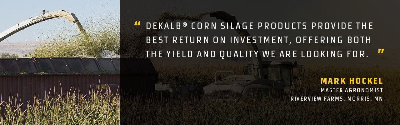 DEKALB | Silage Seed | Top Products | Crop Science US