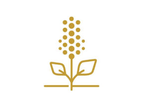 DEKALB | Sorghum Seed | Top Products | Crop Science US