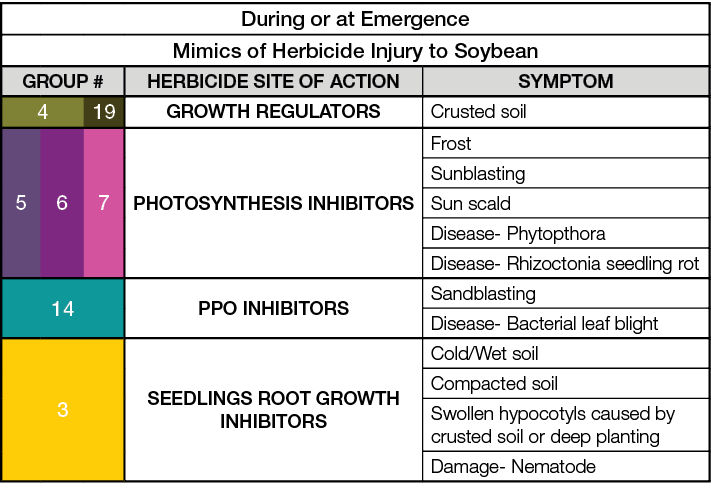 1323_138675 Soybean Herbicide Injury 5017_S4 | Crop Science US