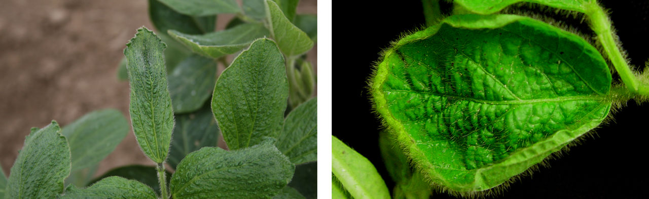 1323_138675 Soybean Herbicide Injury 5017_S4 | Crop Science US