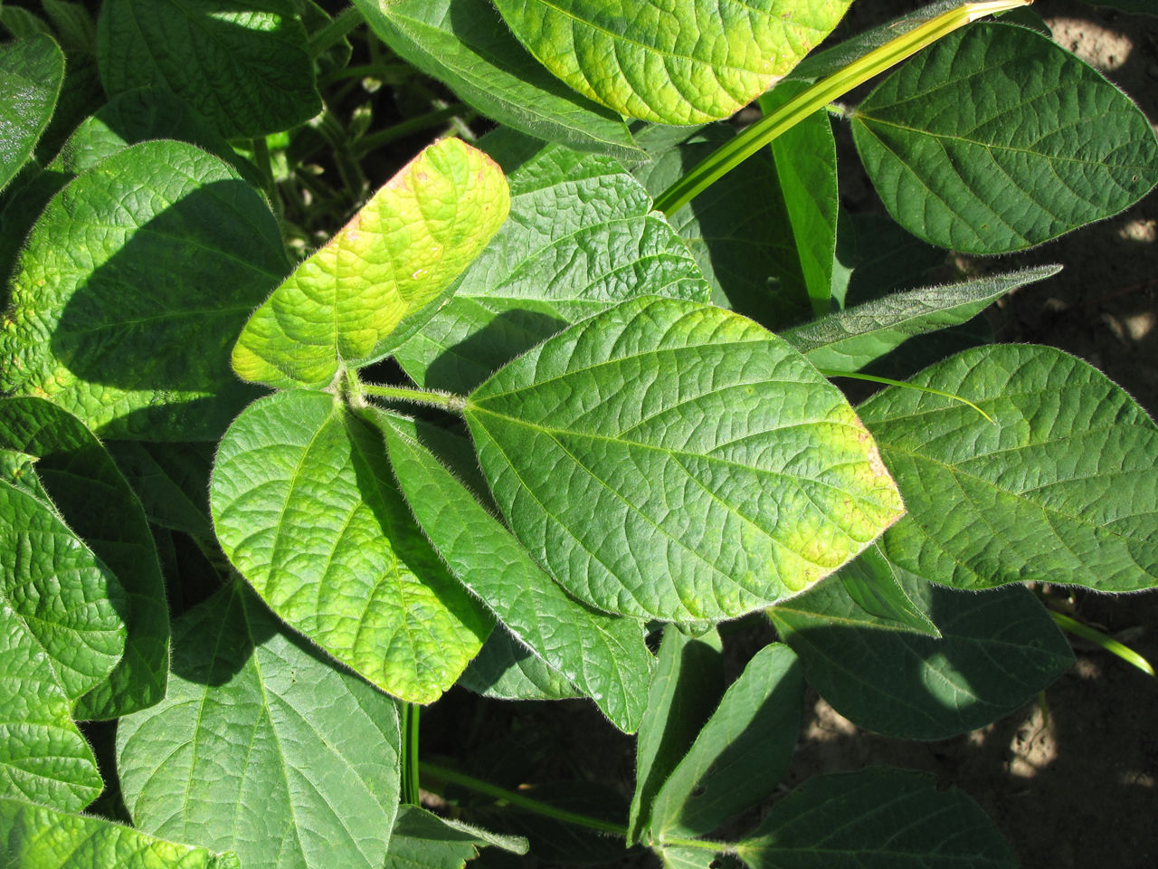 1323_138675 Soybean Herbicide Injury 5017_S4 | Crop Science US