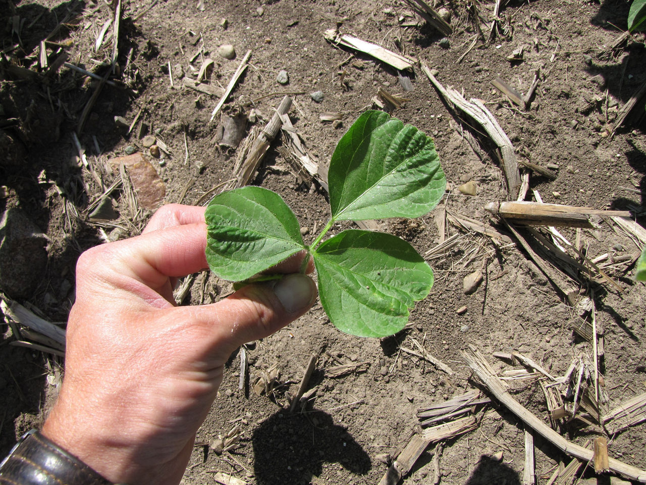 1323_138675 Soybean Herbicide Injury 5017_S4 | Crop Science US
