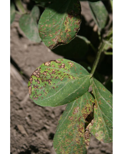 1323_138675 Soybean Herbicide Injury 5017_S4 | Crop Science US