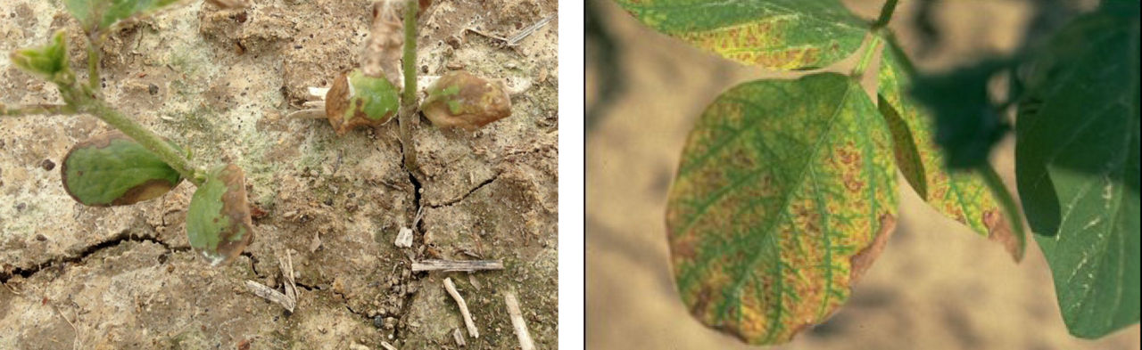 1323_138675 Soybean Herbicide Injury 5017_S4 | Crop Science US