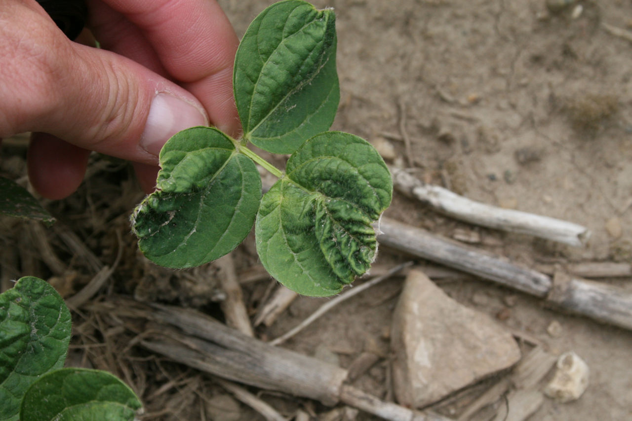 1323_138675 Soybean Herbicide Injury 5017_S4 | Crop Science US