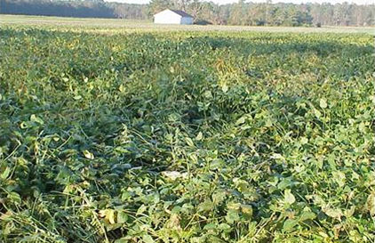 Lodging of Soybeans | Crop Science US