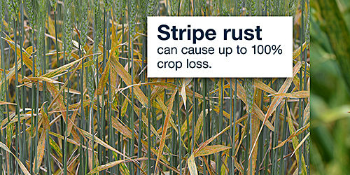 Wheat Rust Diseases | Crop Science US