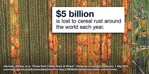 Wheat Rust Diseases | Crop Science US