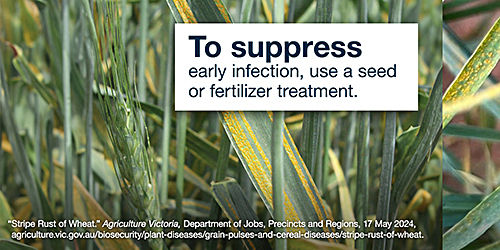 Wheat Rust Diseases | Crop Science US