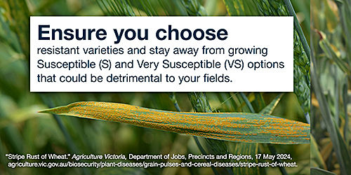 Wheat Rust Diseases | Crop Science US