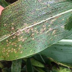 Understanding Tar Spot: Impact on Midwest Corn Yield | Crop Science US