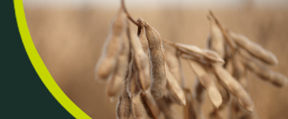 Channel® and XtendFlex® Soybeans | Crop Science US