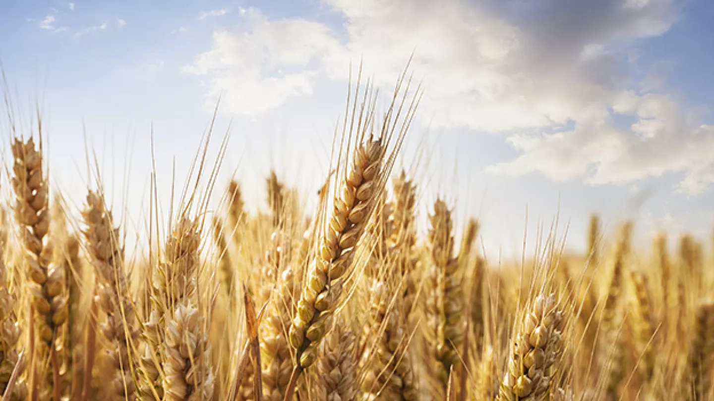 Cultura do Trigo: Produção e Manejo | Agro Bayer