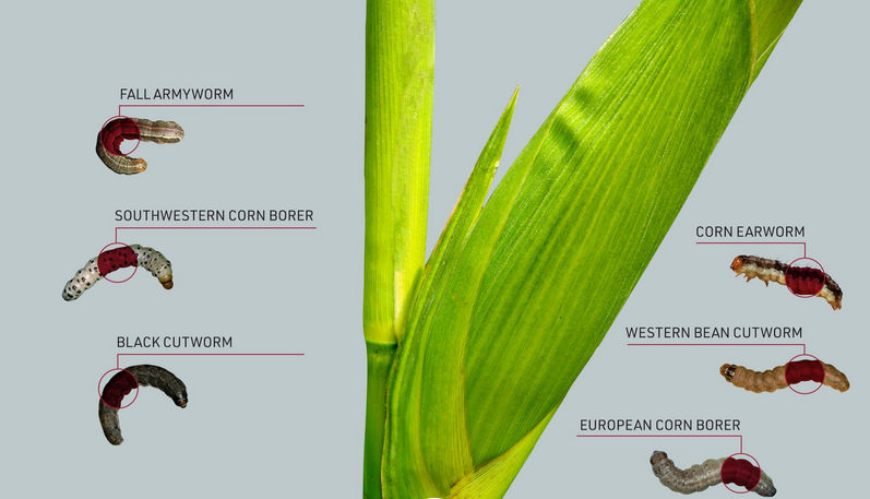 VT4PRO™ with RNAi Technology | Above and Below Ground Protection ...