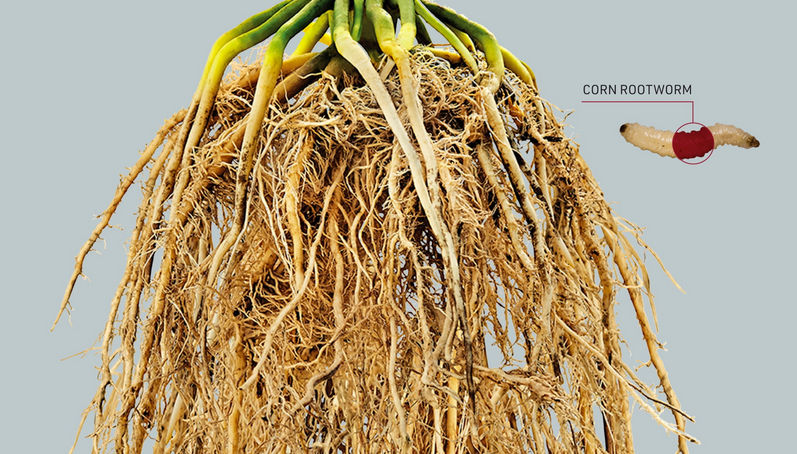 VT4PRO™ with RNAi Technology | Above and Below Ground Protection ...