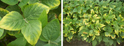 Asgrow Soybean Nutrient Deficiency | Crop Science US